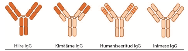 2.2. Kimäärsed ja humaniseeritud antikehad – Terapeutilised antikehad