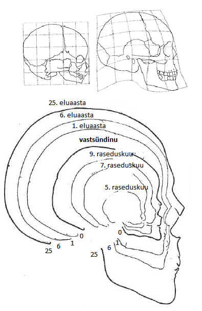 Kolju kasv sünnijärgselt – Hammaste anatoomia ja oklusioon