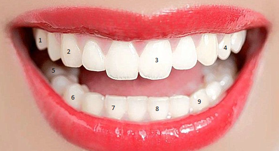 Test: hammaste lõikumine – Hammaste anatoomia ja oklusioon