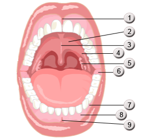 Test: nägu ja suuõõs – Hammaste anatoomia ja oklusioon