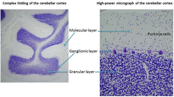 The cerebellum – Morphology of Nervous System