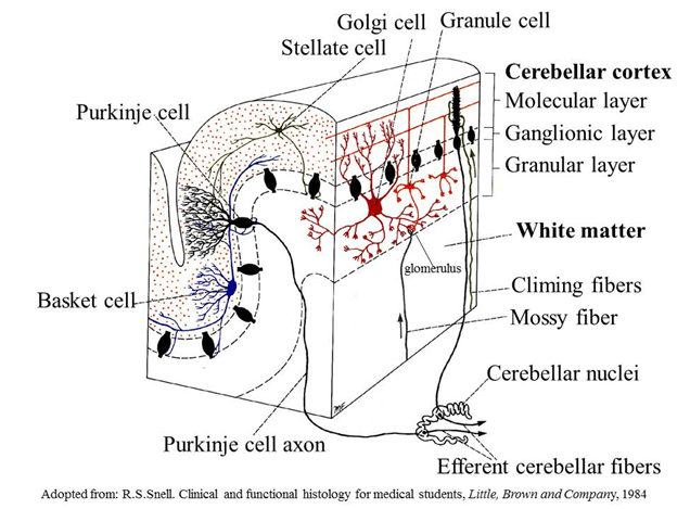 The cerebellum – Morphology of Nervous System