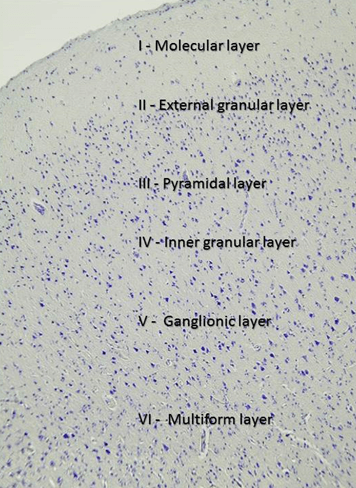 The cerebral cortex – Morphology of Nervous System