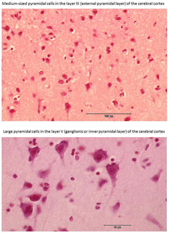 The cerebral cortex – Morphology of Nervous System
