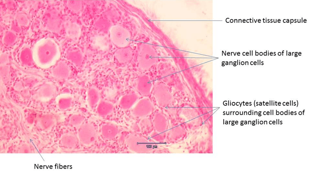 Ganglia – Morphology of Nervous System