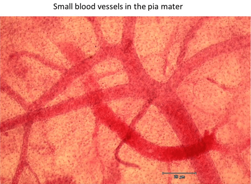 The Pia Mater – Morphology of Nervous System