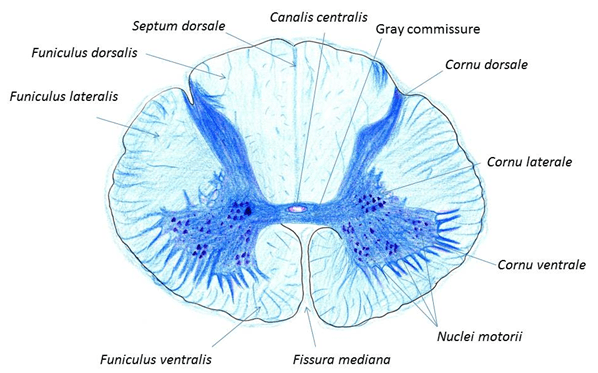 The spinal cord – Morphology of Nervous System