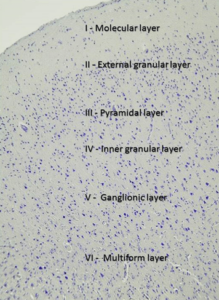 The cerebral cortex – Morphology of Nervous System