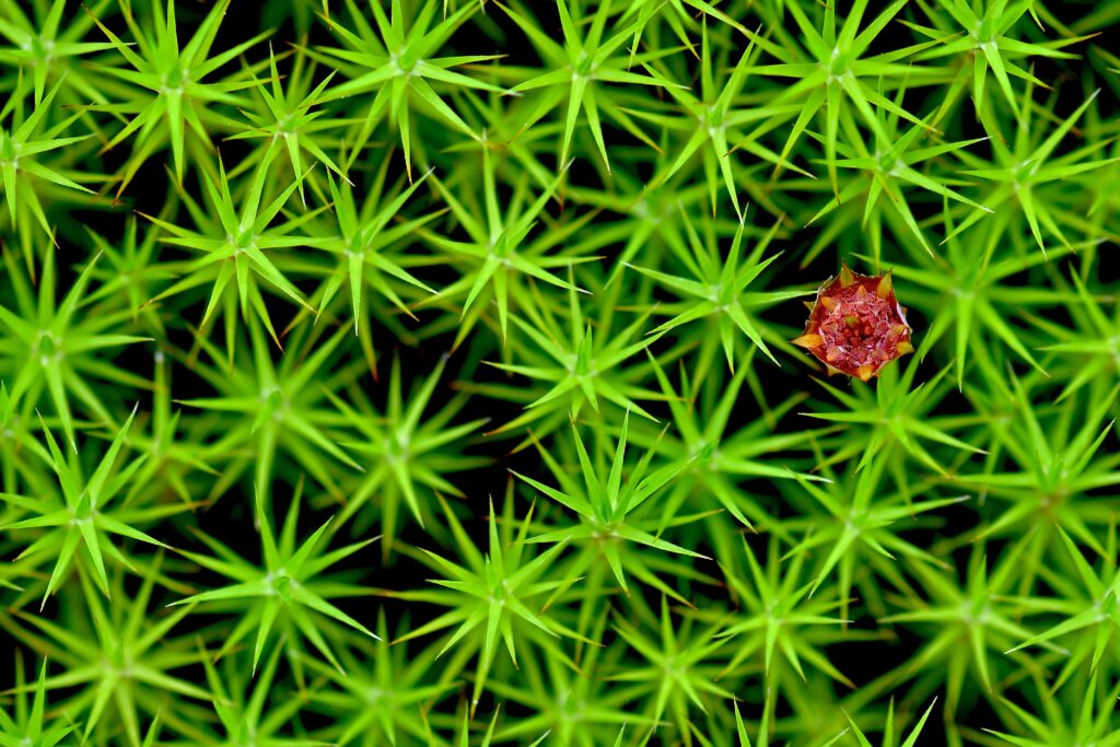 2024. aasta sammal kandidaadid – Eesti samblasõbrad