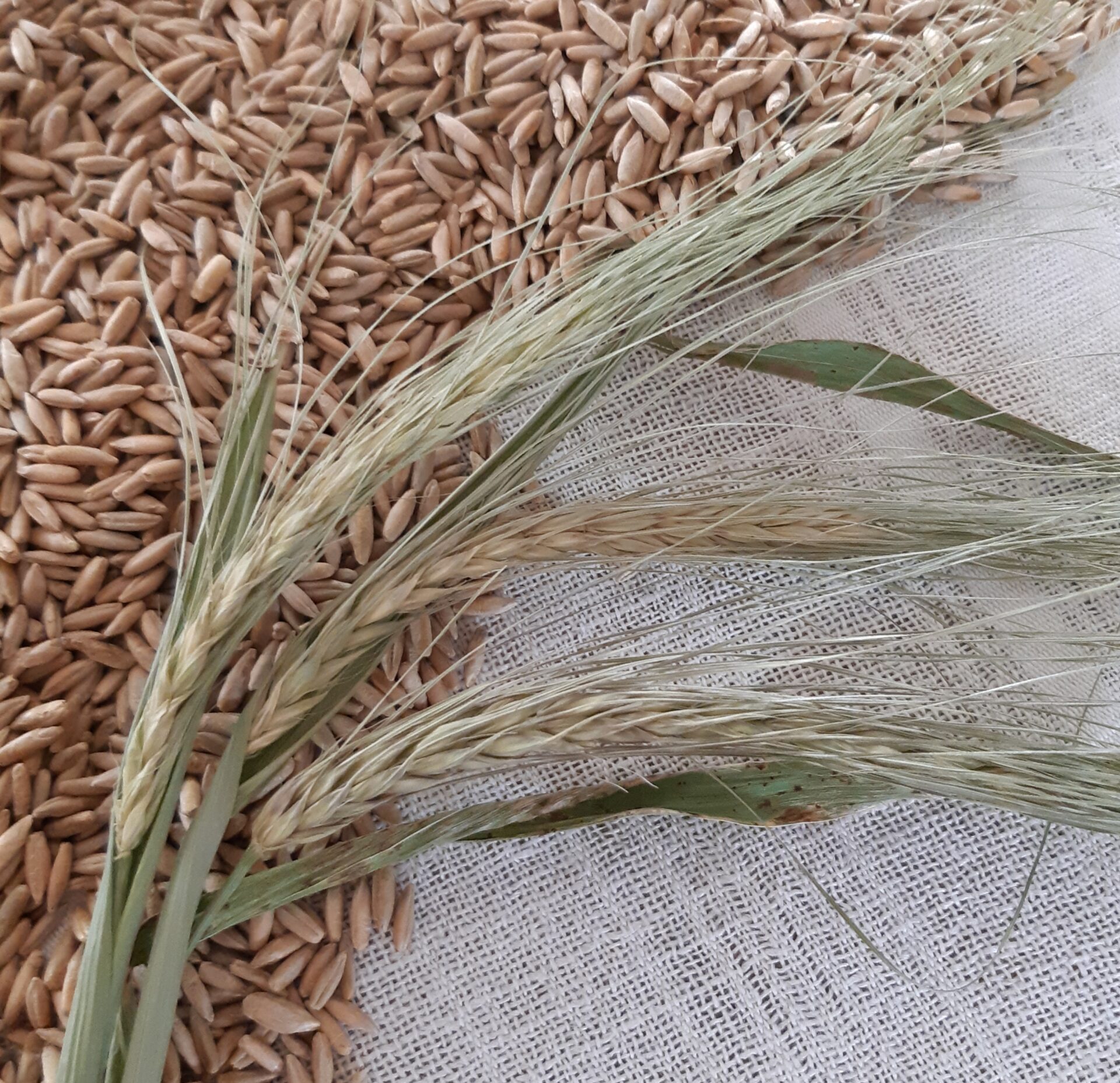 Rukis – Teravili ja teraviljasaadused